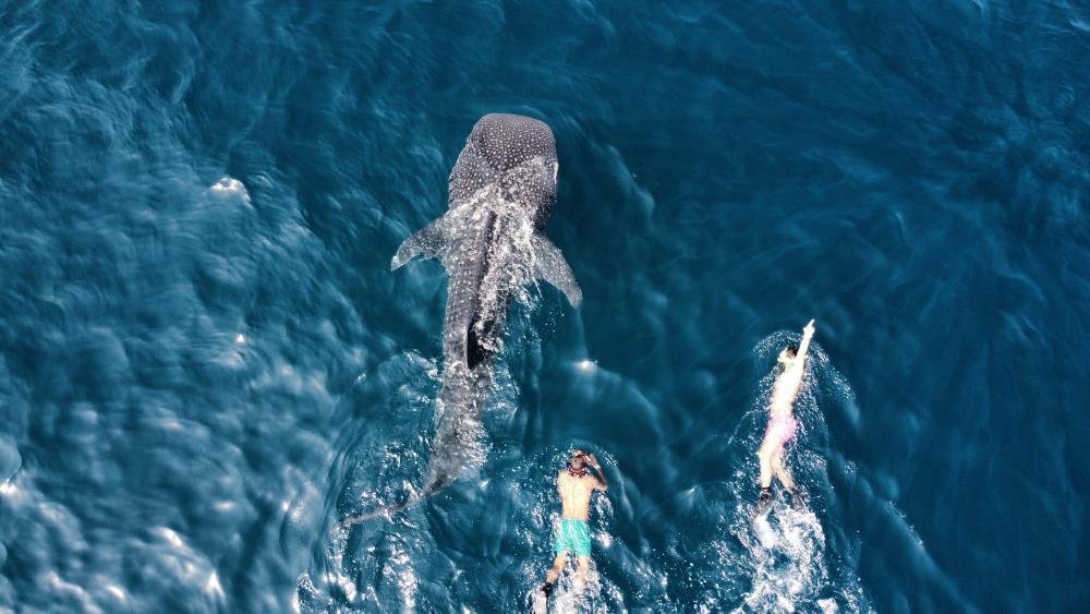 When is the best time to spot Whale Sharks in Oman?