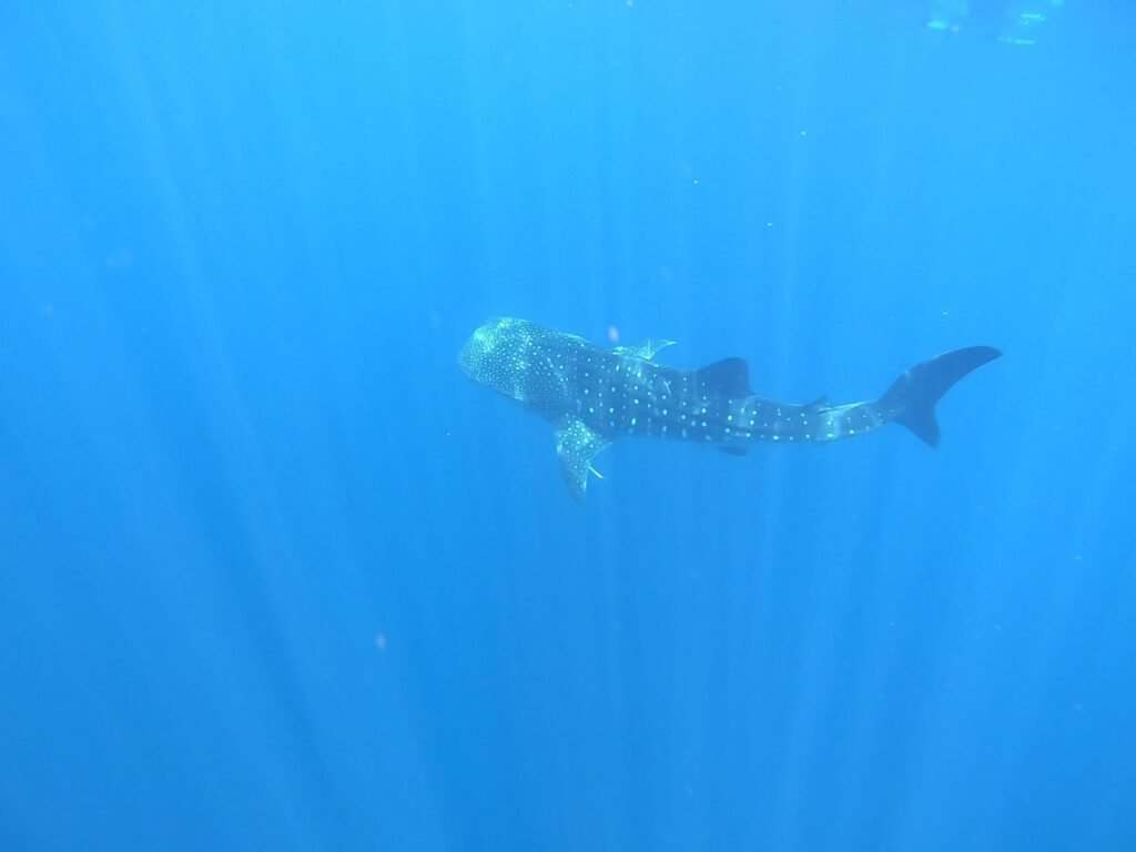 When is the best time to spot Whale Sharks in Oman?