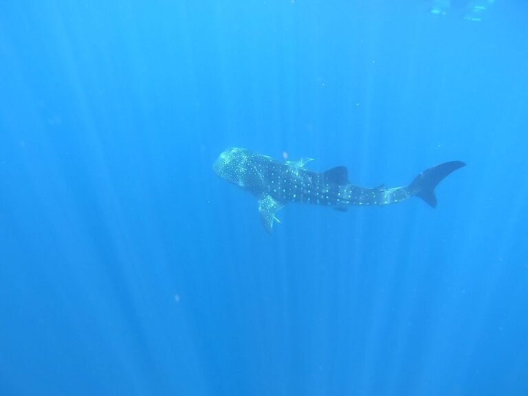 When is the best time to spot Whale Sharks in Oman?