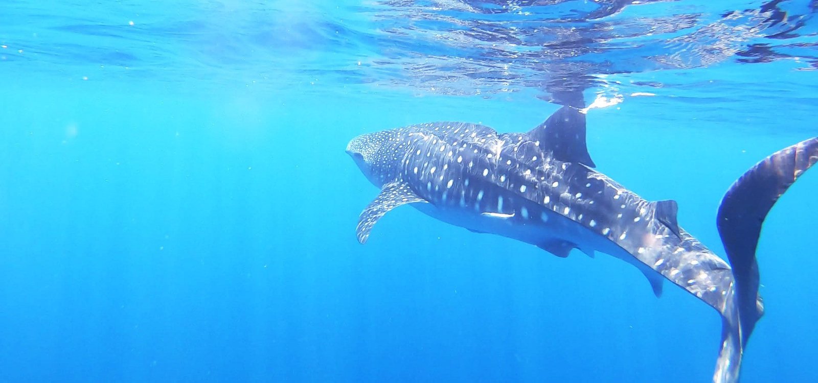 When is the best time to spot Whale Sharks in Oman?